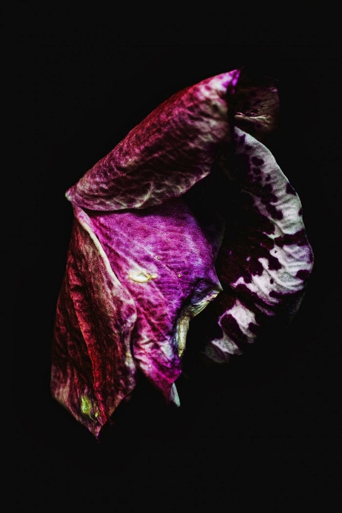 Inspirações: Decaying Flowers