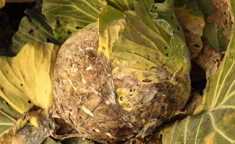 JIFUNZE KILIMO CHA KABEJI NASI - NORTAN