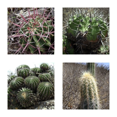 ACADEMIA TLATOANI: FLORA Y FAUNA DEL CERRO COLORADO