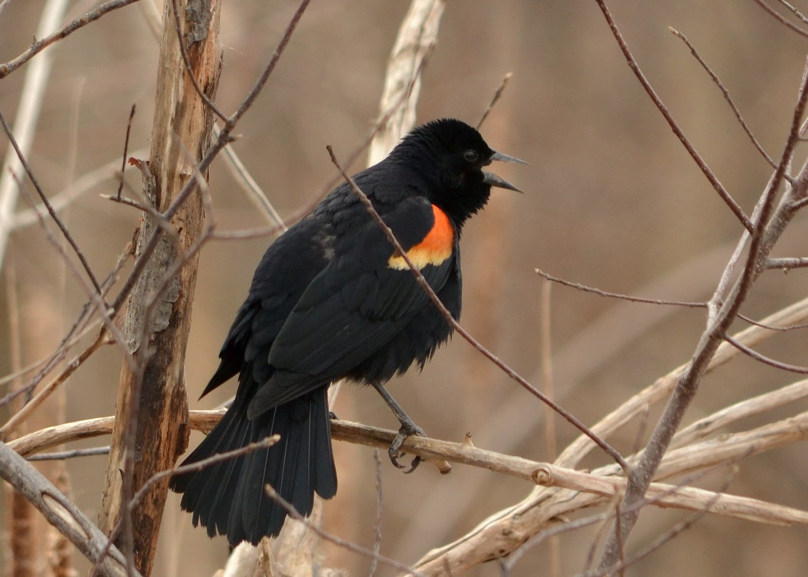 Woods Walks and Wildlife: Things I'm Excited About (Spring!)