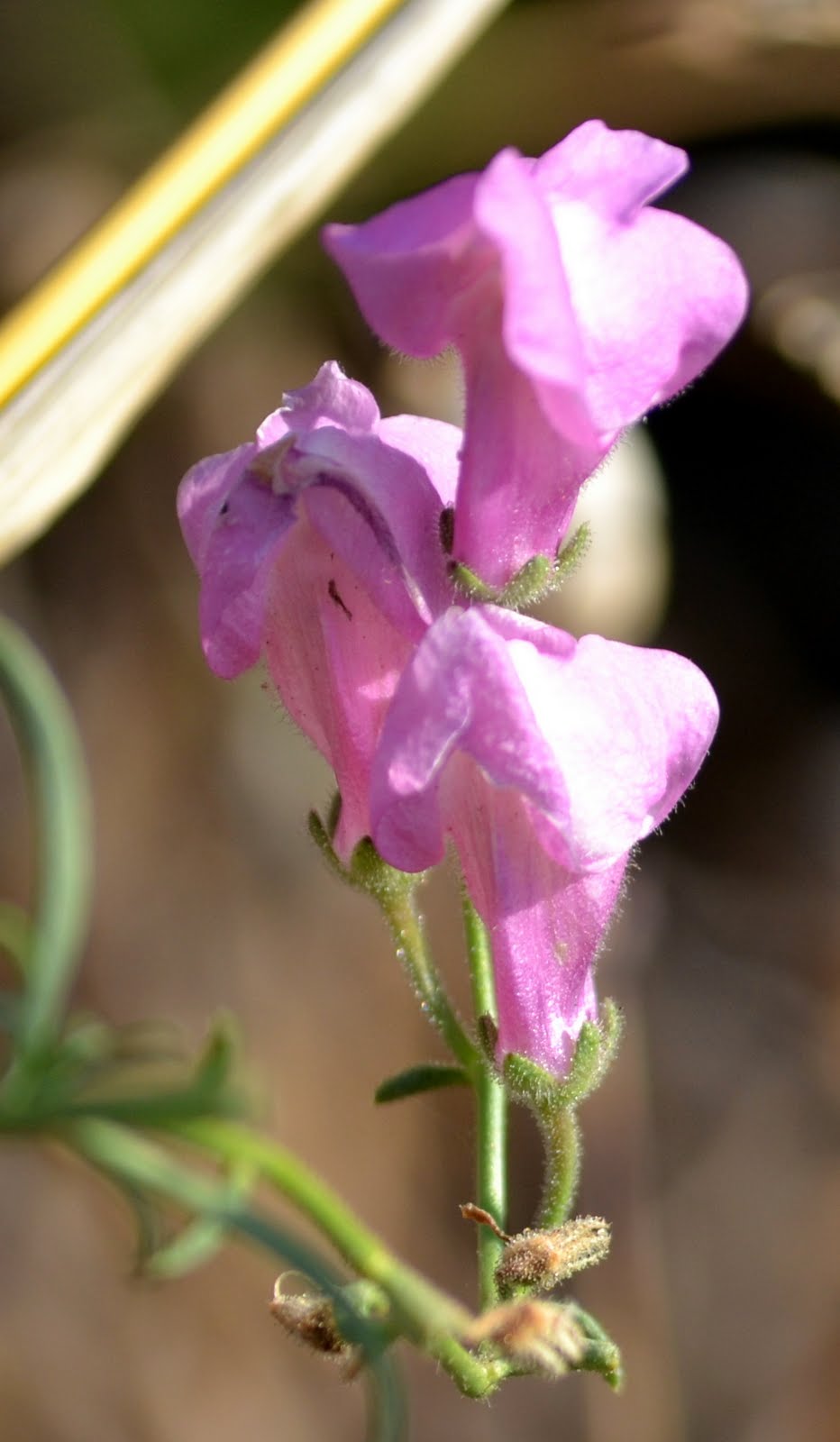 EN EL MONCAYO: Boca de Dragón (Antirrhinum majus)