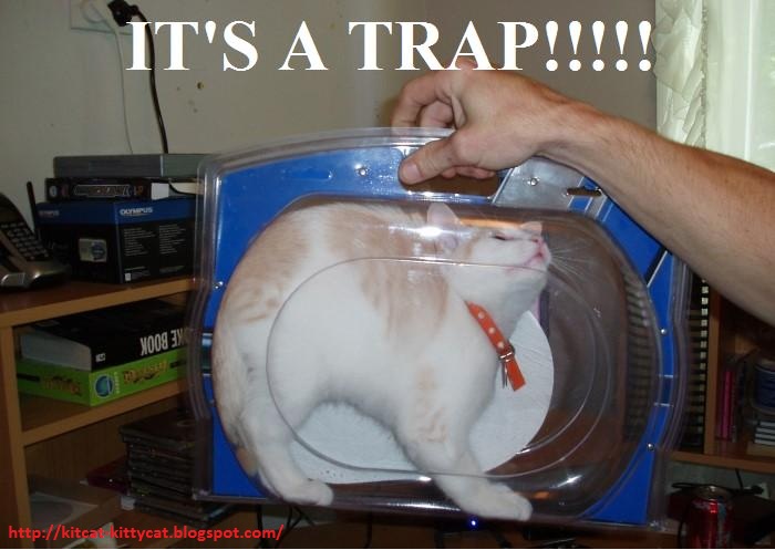 Kit Cat Kitty Cat Blog