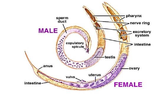Cacing Gilig (Filum Nematoda) | Pustaka Pandani