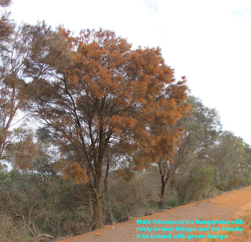 Esperance Wildflowers: Allocasuarina huegeliana – Rock Sheoak