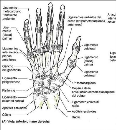 Articulaciónes de la mano