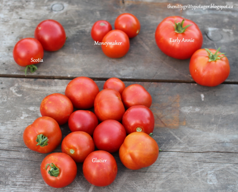 The Nitty Gritty Potager: Tanja's Top Ten Tomatoes 2015