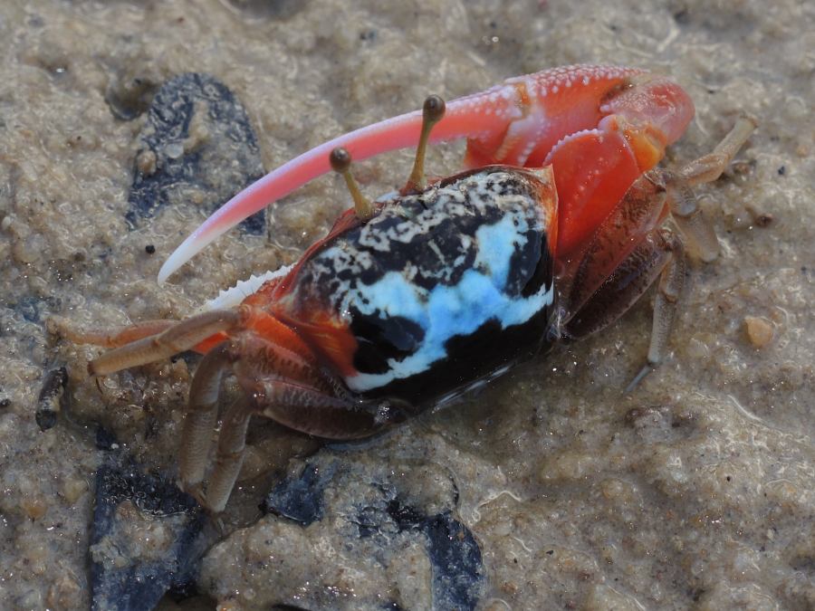 Queensland Coast: Identifying Fiddler Crabs