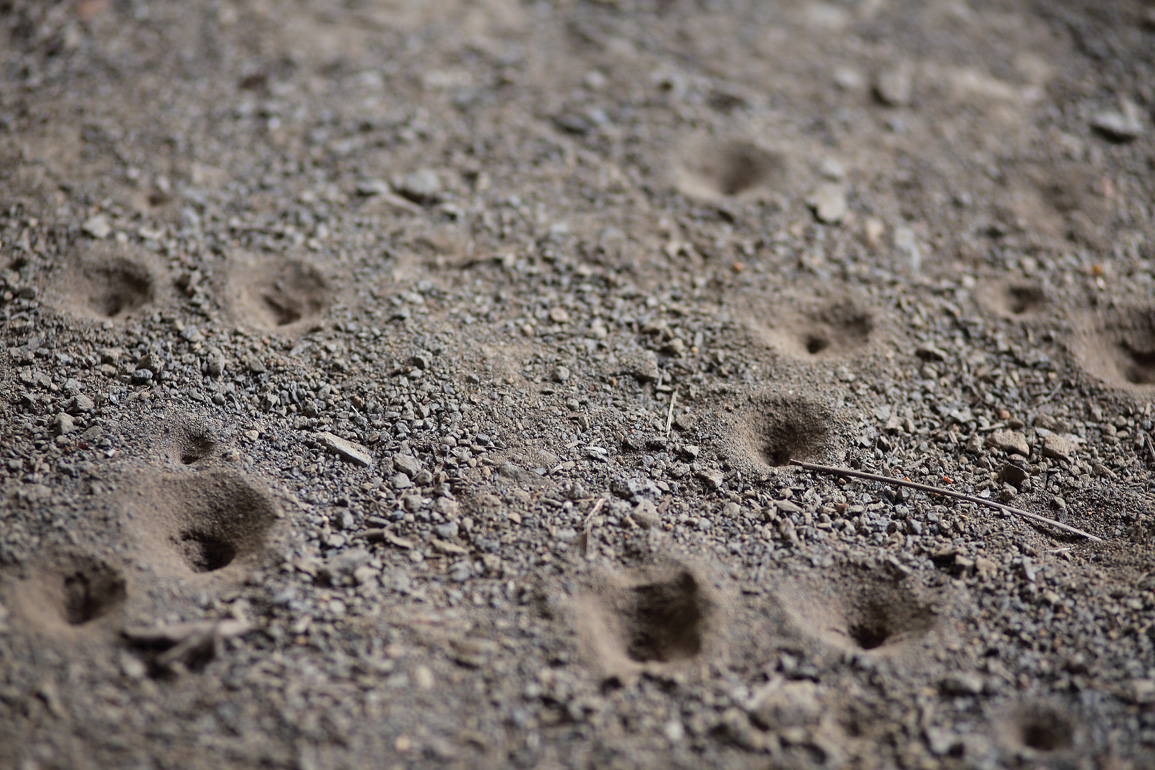 BunyipCo: November 2012