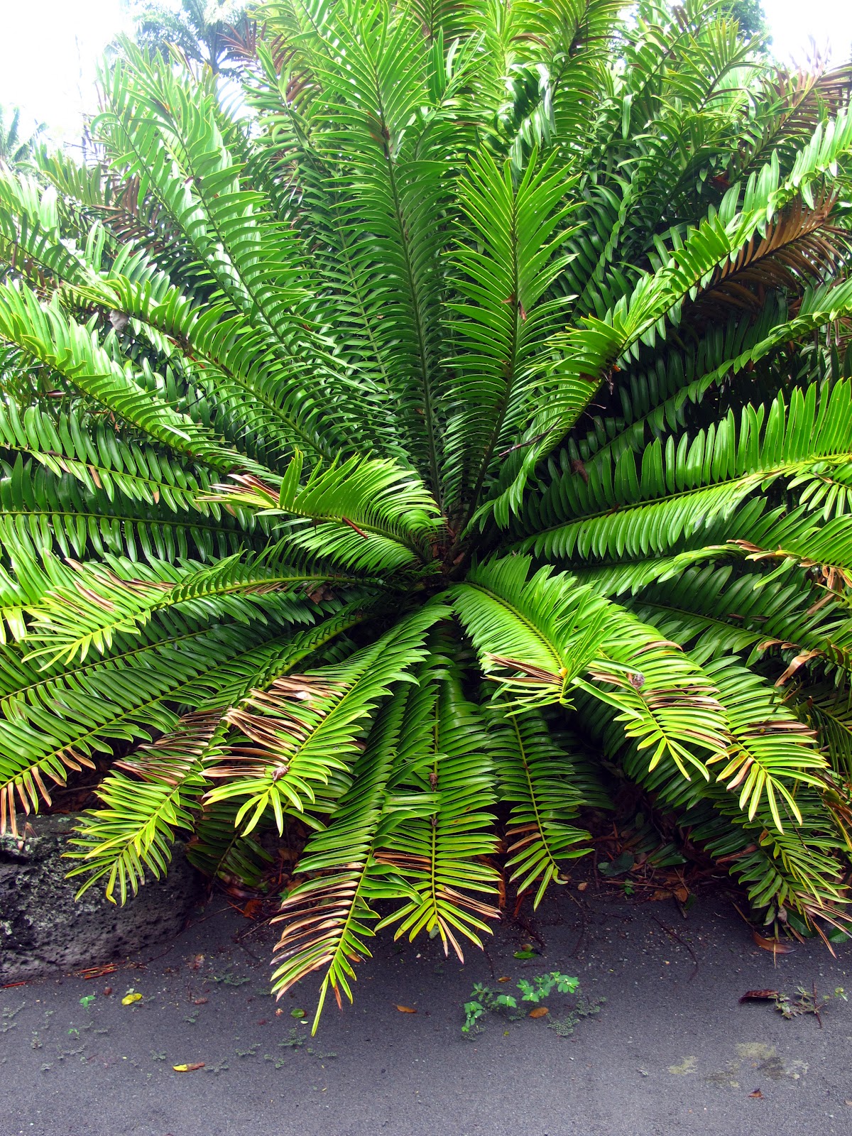 Just a girl with a hammer: Foster Botanical Garden