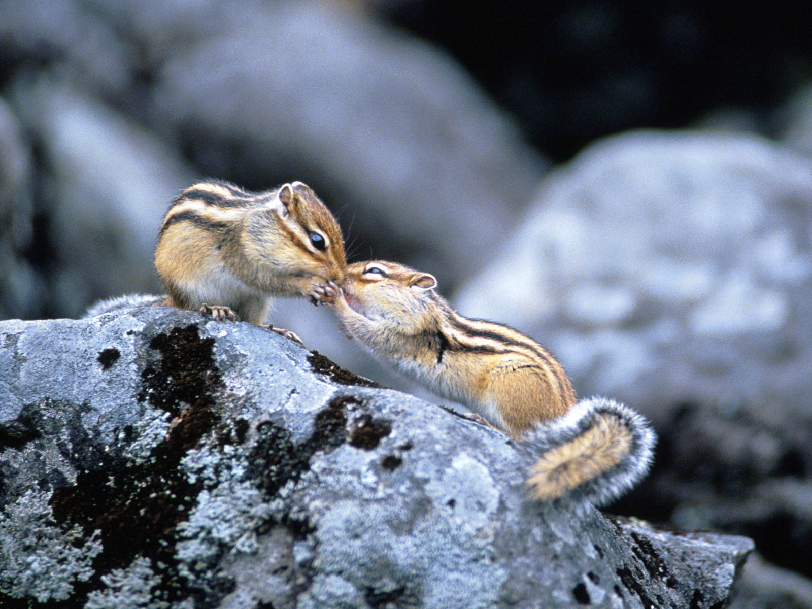 Fotos de ardillas comiendo en bosques