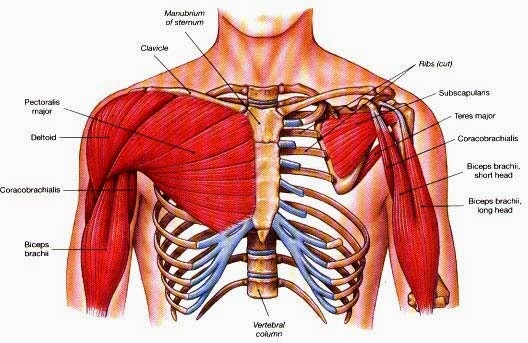 Opiniones de Músculos pectorales