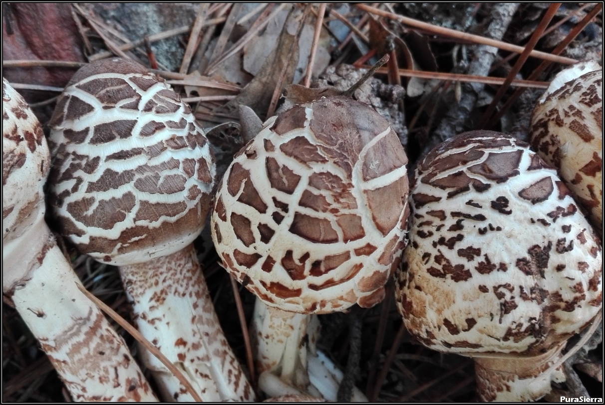 PuraSierra: Todo sobre la Macrolepiota procera, la seta fronteriza