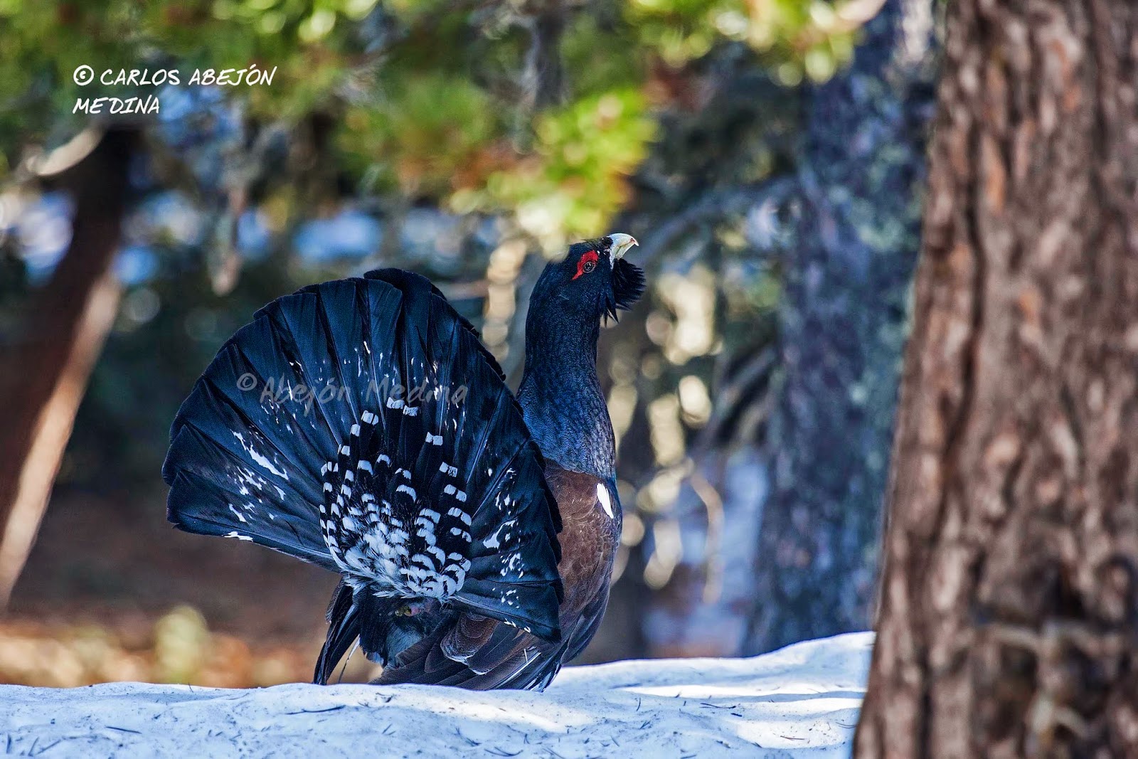 La naturaleza en mi objetivo: EL UROGALLO PIRENAICO (Tetrao urogallus ...