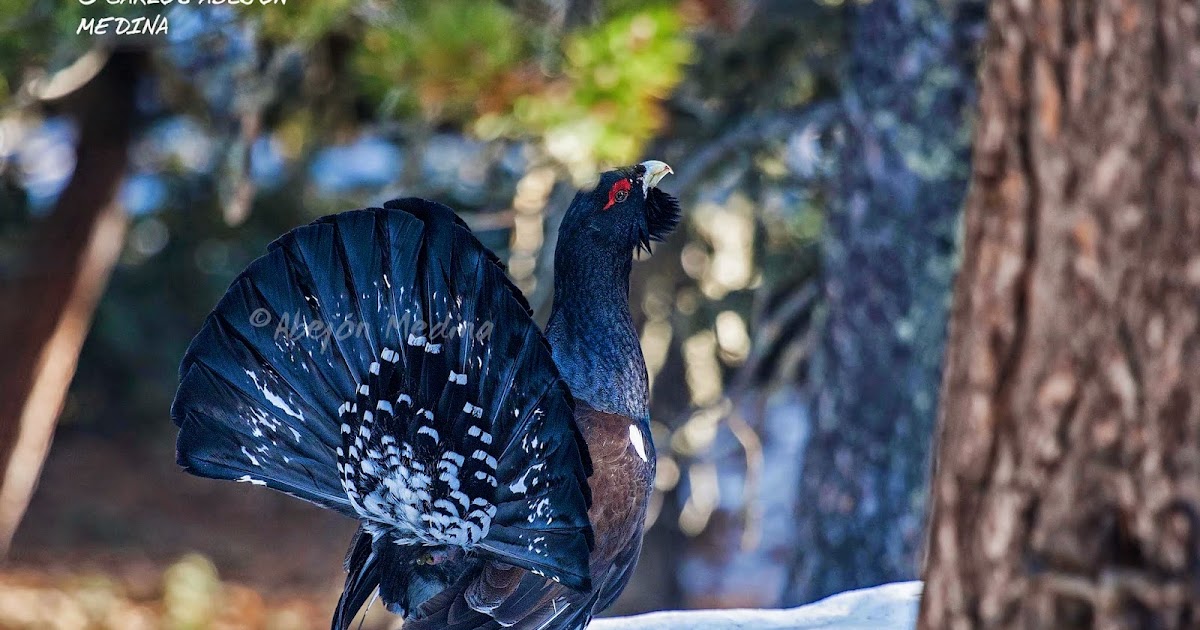 Huevos De Urogallo Superado