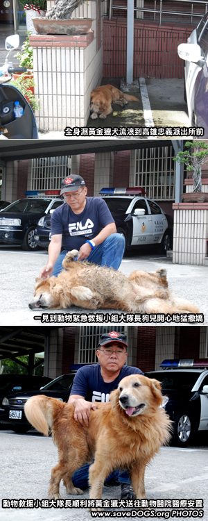 Project Taiwan: Bring Them Home: Animal Rescue Team TAIWAN – Lost dog ...