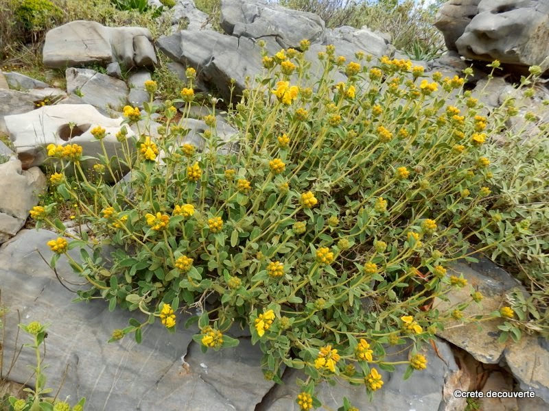 Flore de Crète: Phlomis cretica - Phlomis de Crète