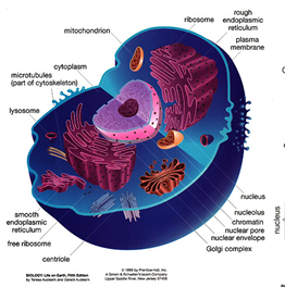 Bentuk Dan Ukuran Sel | Pustaka Pandani