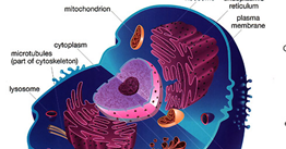 Bentuk Dan Ukuran Sel | Pustaka Pandani