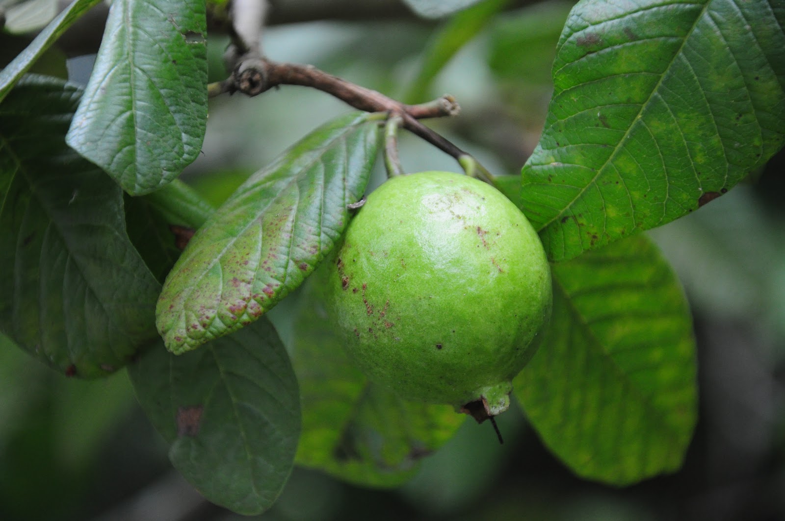 Rahsia Tanaman : Jambu Batu (Psidium guajava)