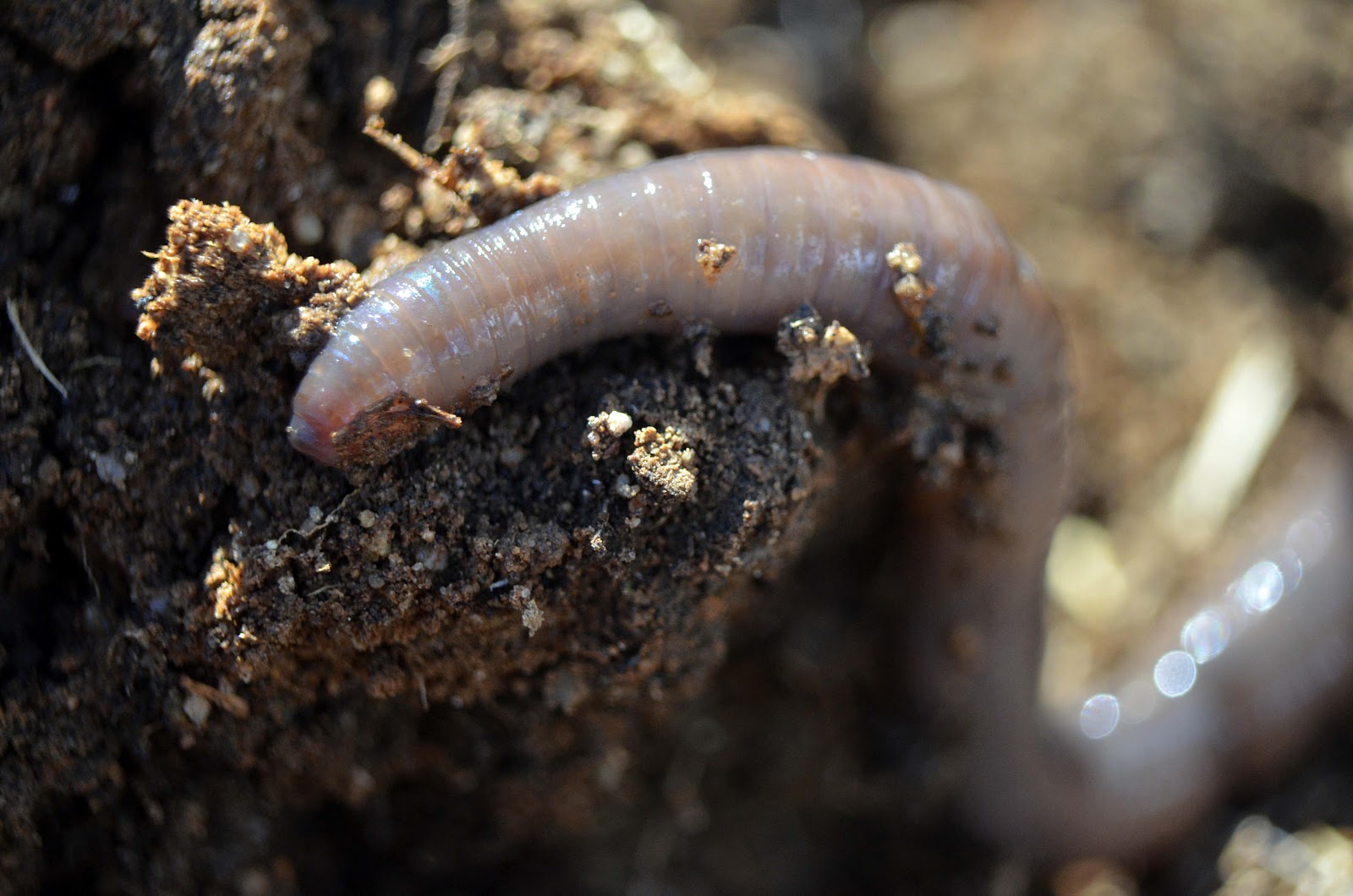 Blog del Màrius Domingo, Ca la Gallineta: El cuc de terra.