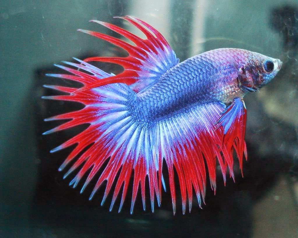 Some Techniques for Maintaining Betta Fish in The Aquarium - fish-hobbyist