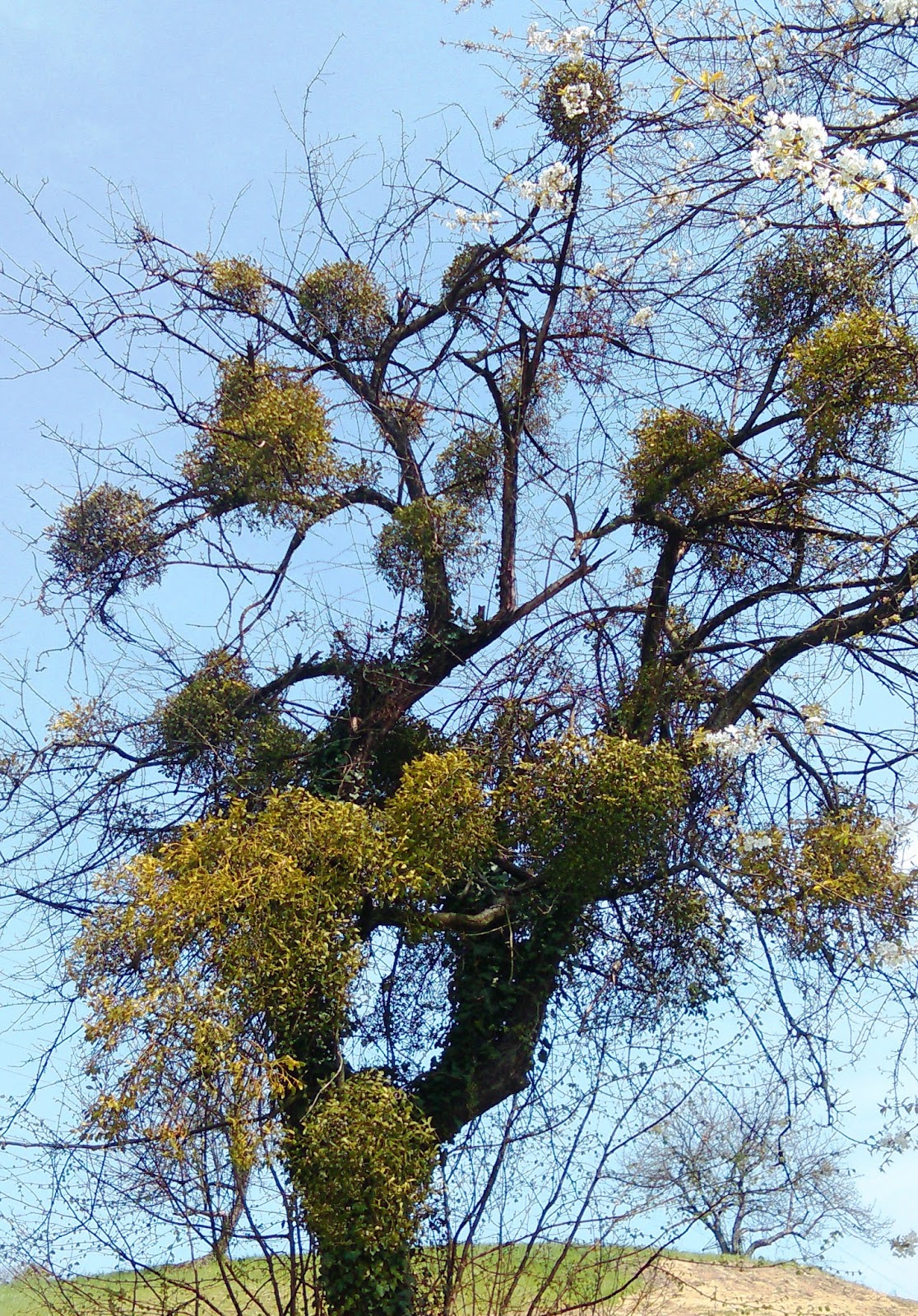 Naturalicious : Bela omela