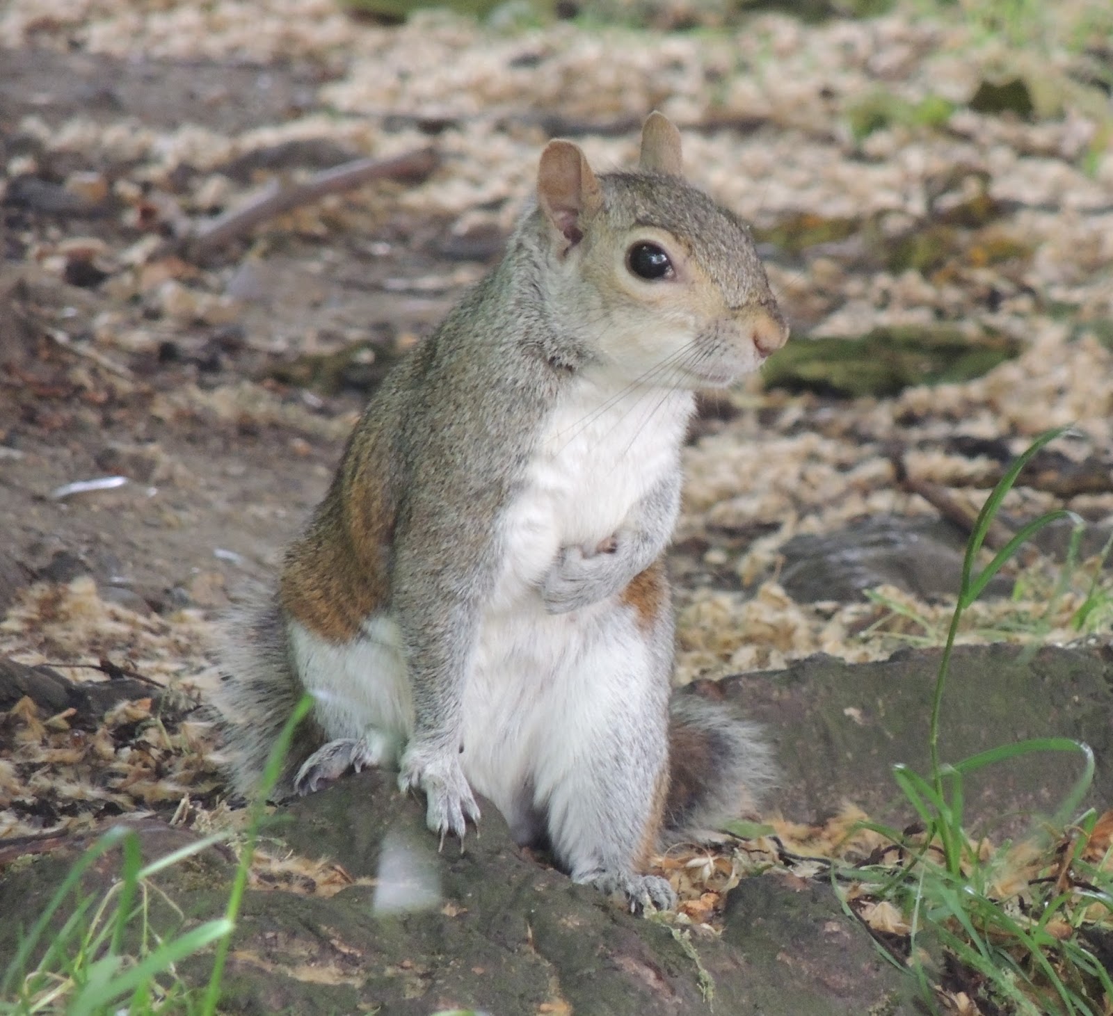 Ken Cross in Europe: A Day in London