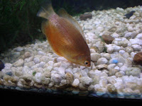 Colisa Labiosa , confundida la Colisa Chuna ~ Fan del Pez