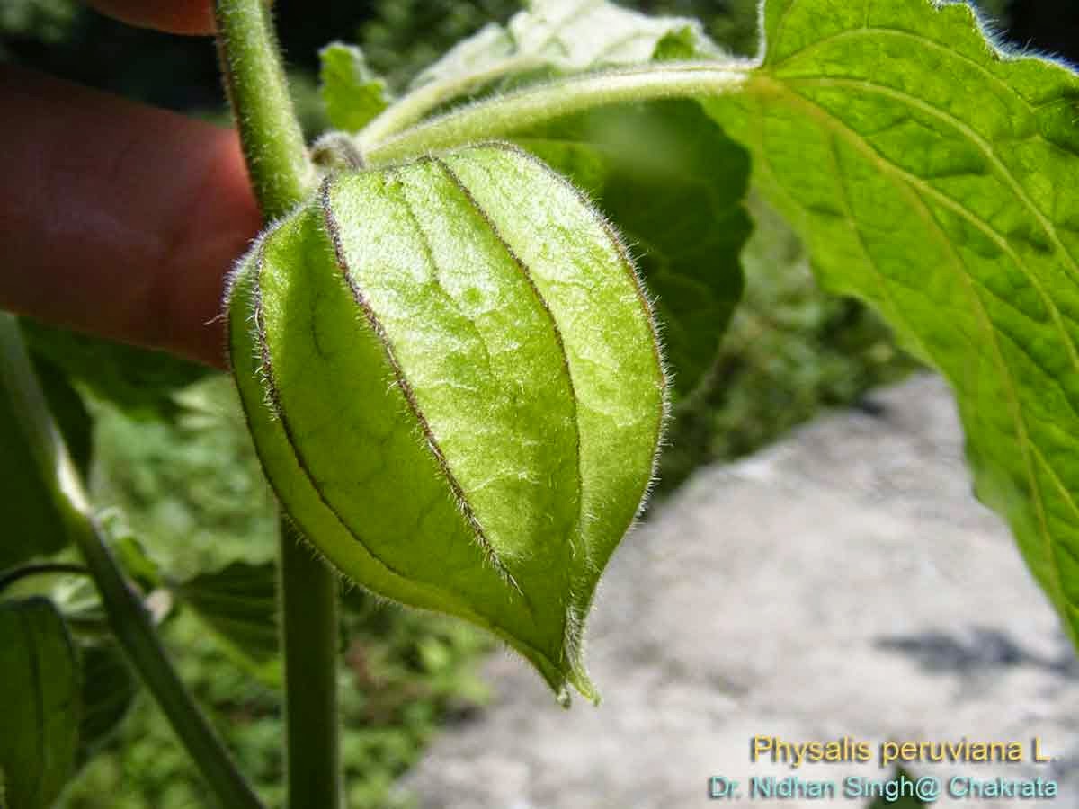 Medicinal Plants: Physalis peruviana, kuntali, rashbari, chiru kakara