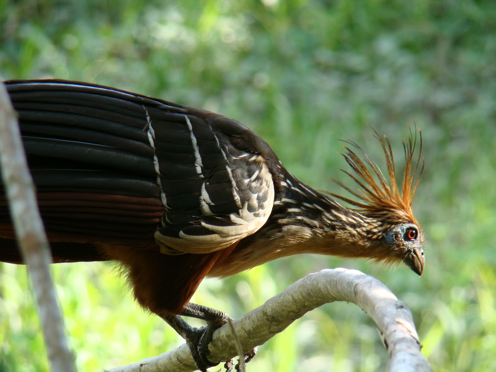 Aves del Putumayo : Pava Hedionda
