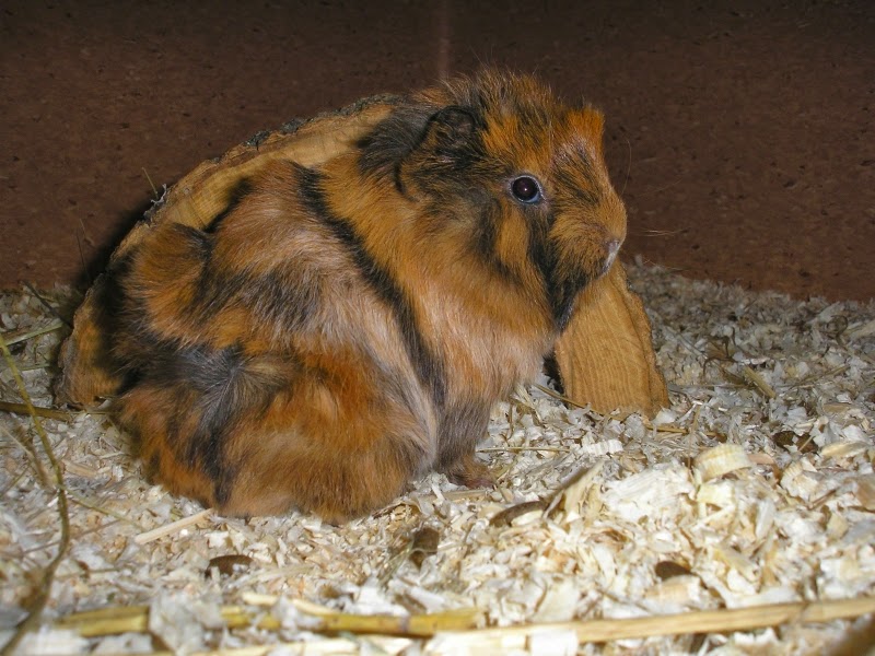 Mirjas Marsvin: Roan/dalmatin