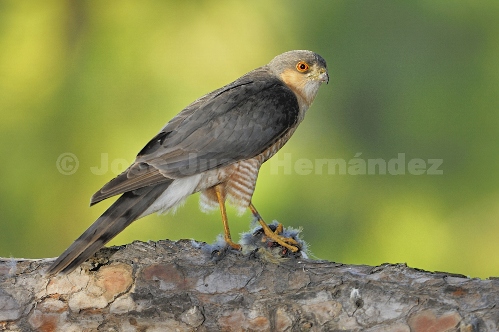 José Juan Hernández Tenerife, Canarias.: Gavilán común (Accipiter nisus)