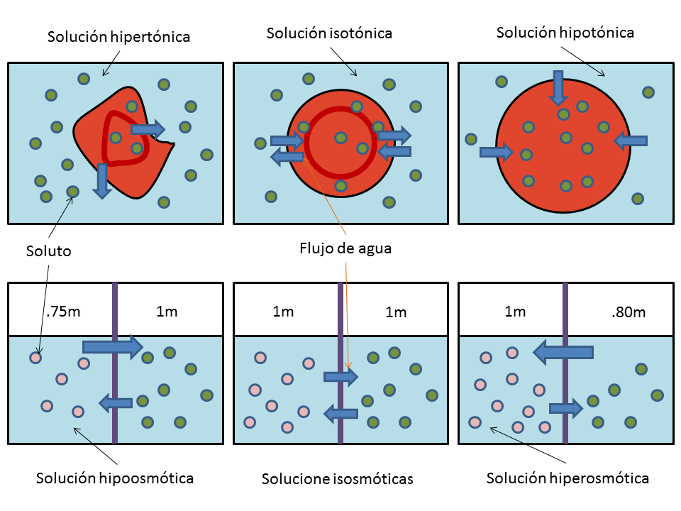 Blog de fisiología de Vladimir Solabdias Quiñonez Palacios: Osmosis y ...