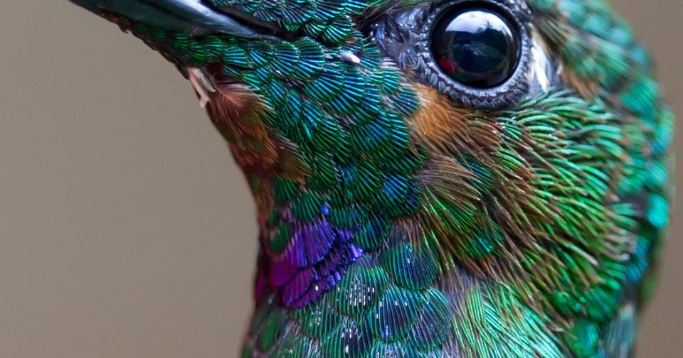 Mystical Politics: Close-up of a hummingbird