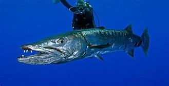 The great barracuda has two rows of razor-sharp teeth - animals club