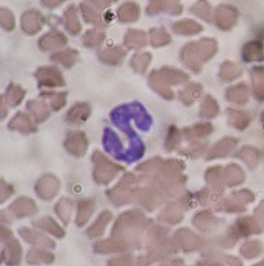 Miss Brenda!: Under the Microscope