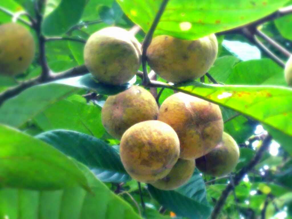 Azram Sulong: buah sentul