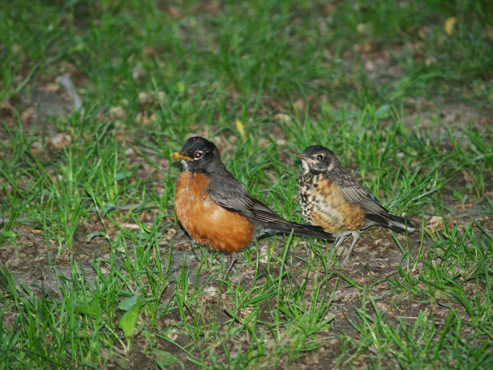 Linacre Blogger: Central Park Birding - Part 1