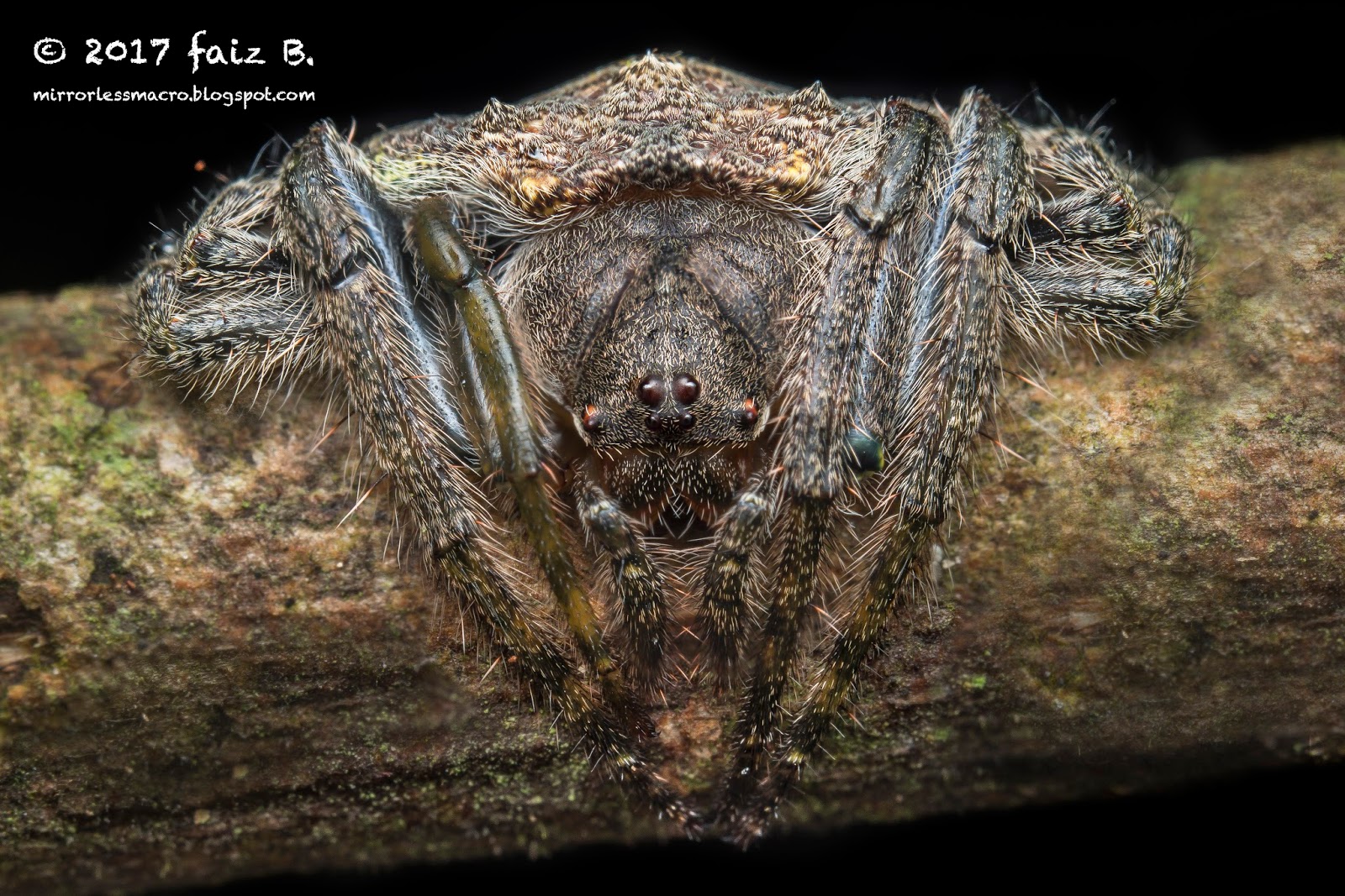 Mirrorless Macro Photography: Selection of Spiders from 2017!