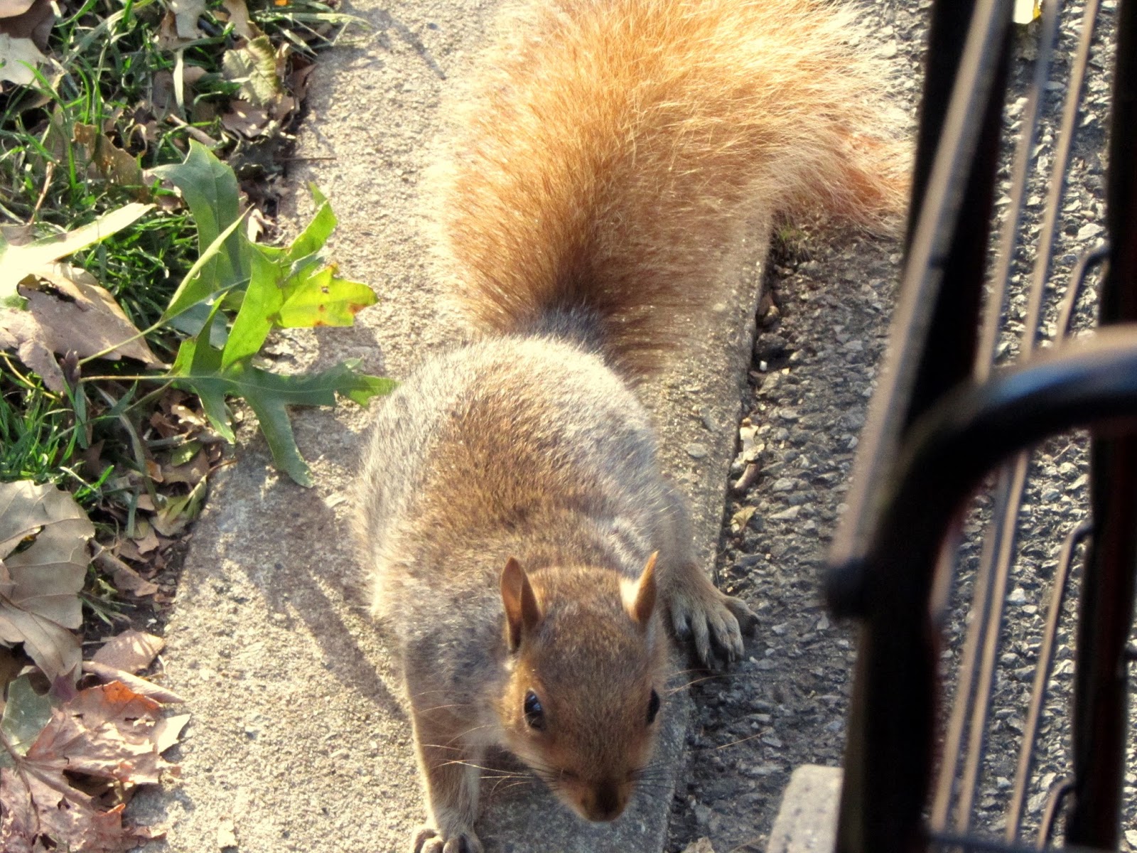 The New York Squirrel: The Oranges are Back!