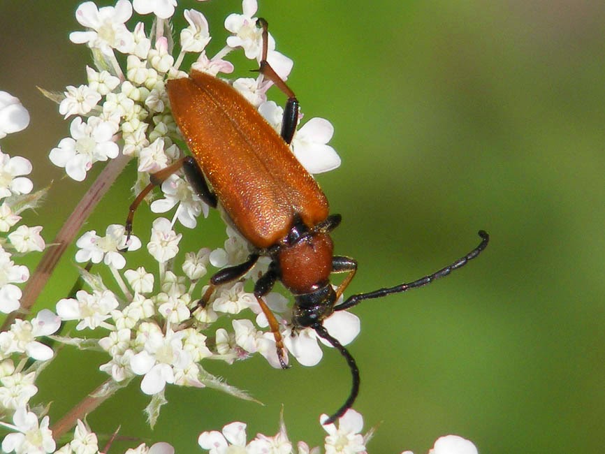 Loire Valley Nature: Red Longhorn Beetle - Stictoleptura rubra
