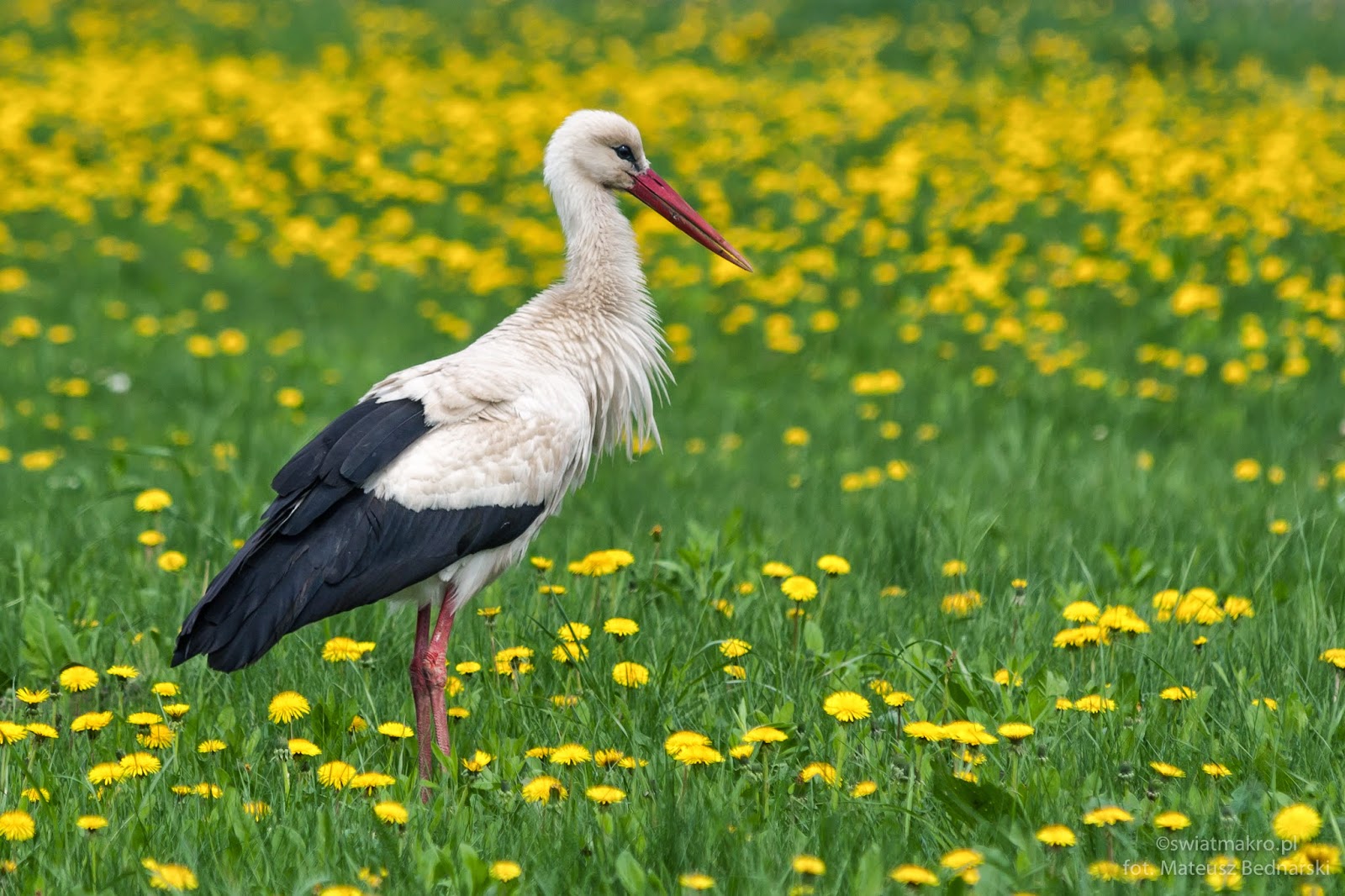 Piosenka jest dobra na wszystko ♫♫: Bocian biały - najpiękniejszy ...