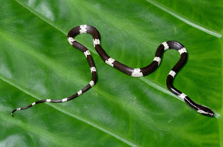 Ular Asli Indonesia: Colubridae