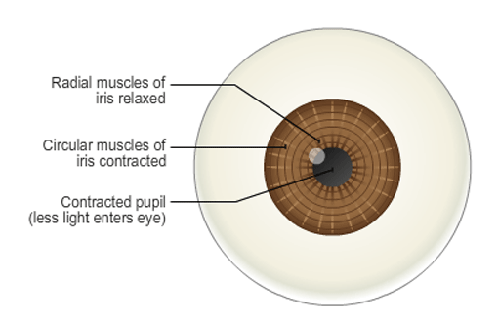 IGCSE Biology: 2.88 Understand the function of the eye in focusing near ...