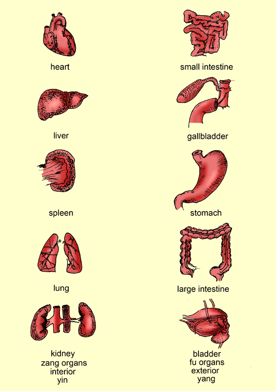 Teori Zang - Fu Organ : Overview - Catatan Dokter