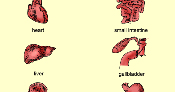 Teori Zang - Fu Organ : Overview - Catatan Dokter