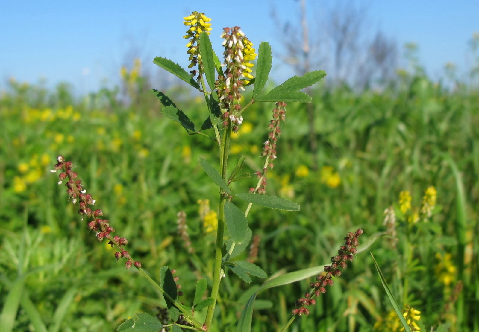 FLORA NEL SALENTO e.. anche altrove: Melilotus indicus (L.) Al ...