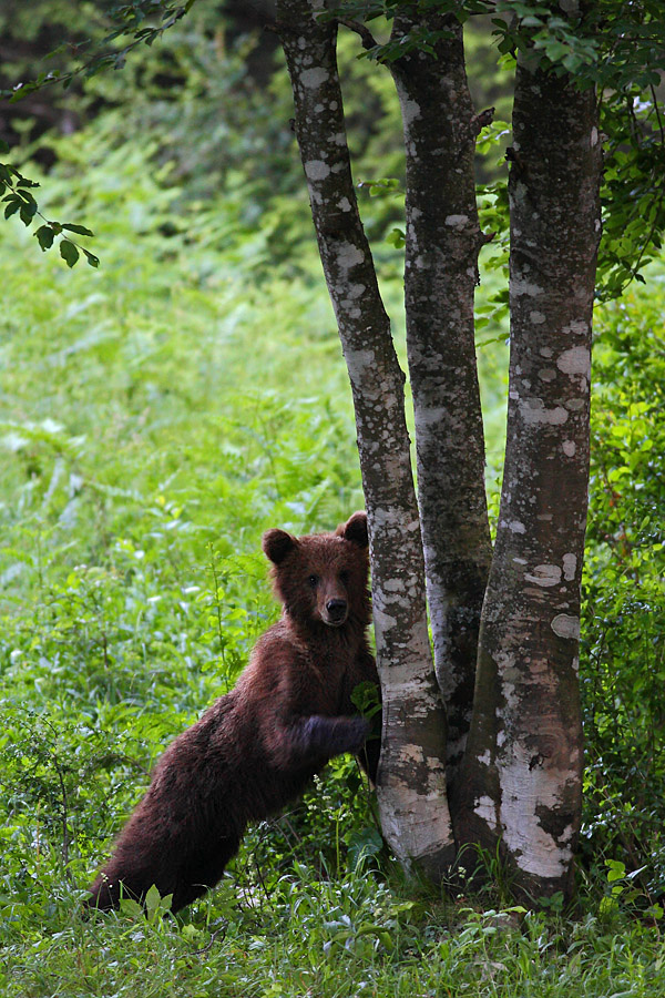 Gregor Bernard: RJAVI MEDVED Ursus arctos