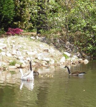 The Wright Scoop - Sylvia Hoehns Wright : At War with the Geese