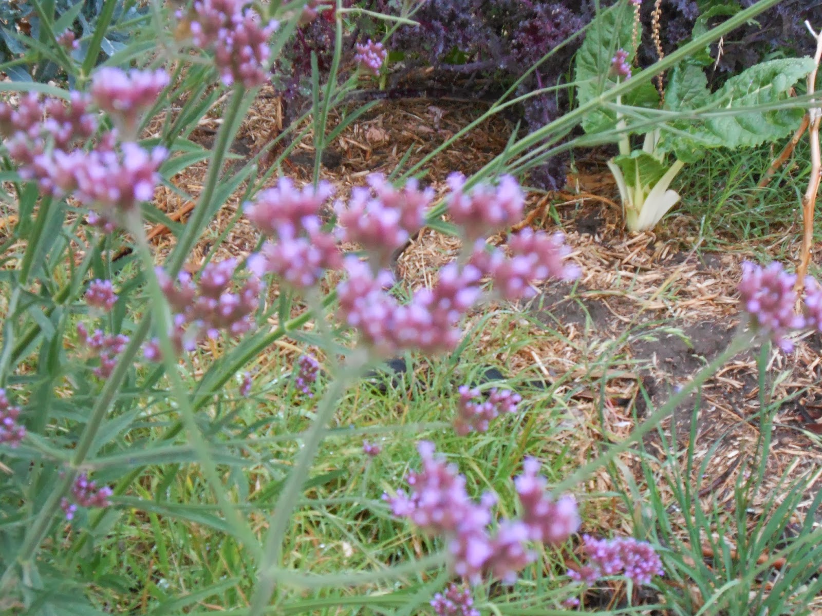 JB FlowersandVeg: Beautiful weeds